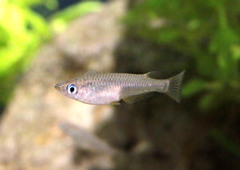 【こんなにあるの⁉︎】様々な種類のメダカの高画質画像まとめ | 写真まとめサイト Pictas