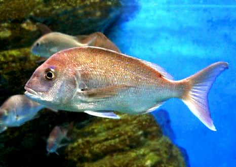 魚類図鑑・マダイ